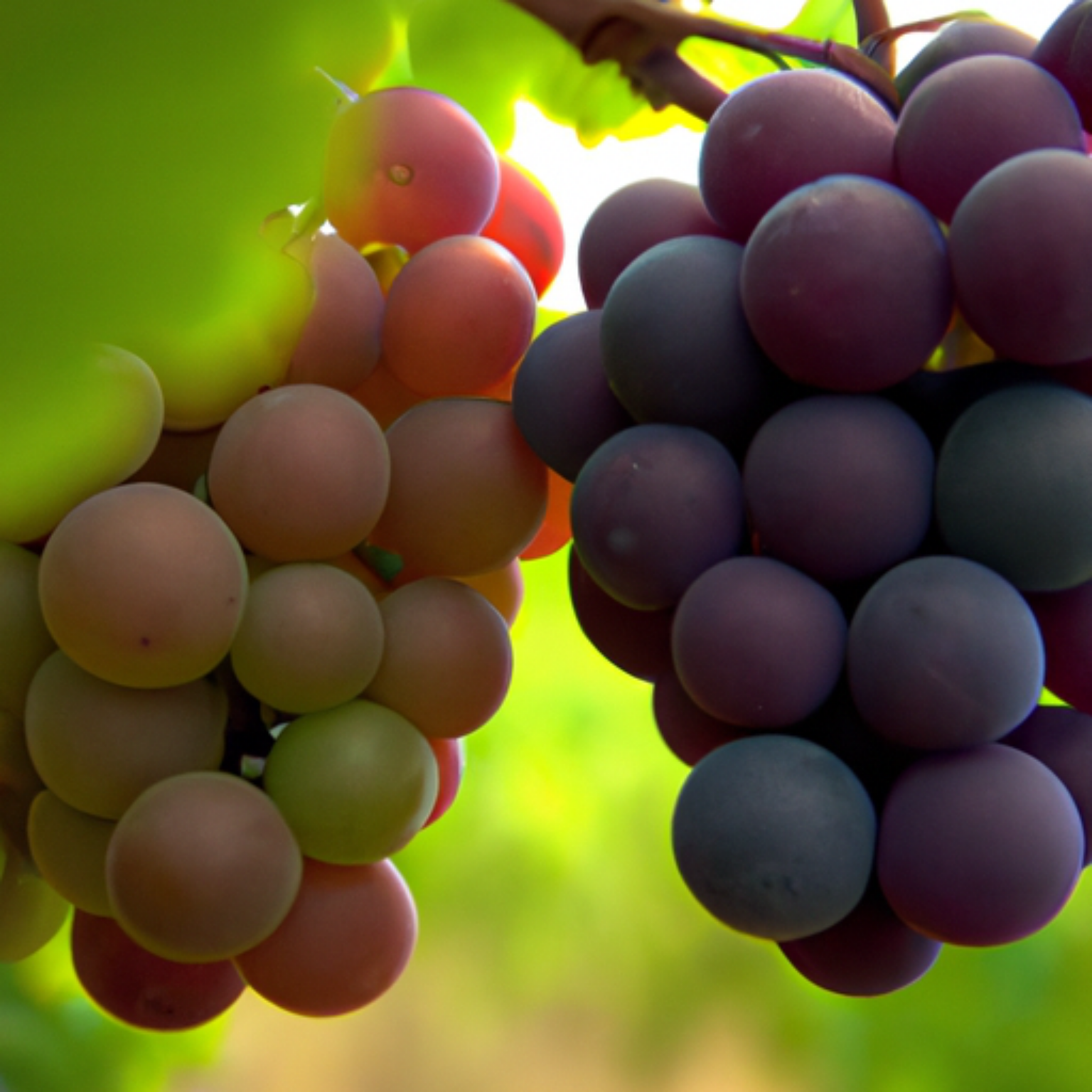 Understanding Grape Veraison: Does the Color of Grapes Change? - Wine Country Corner